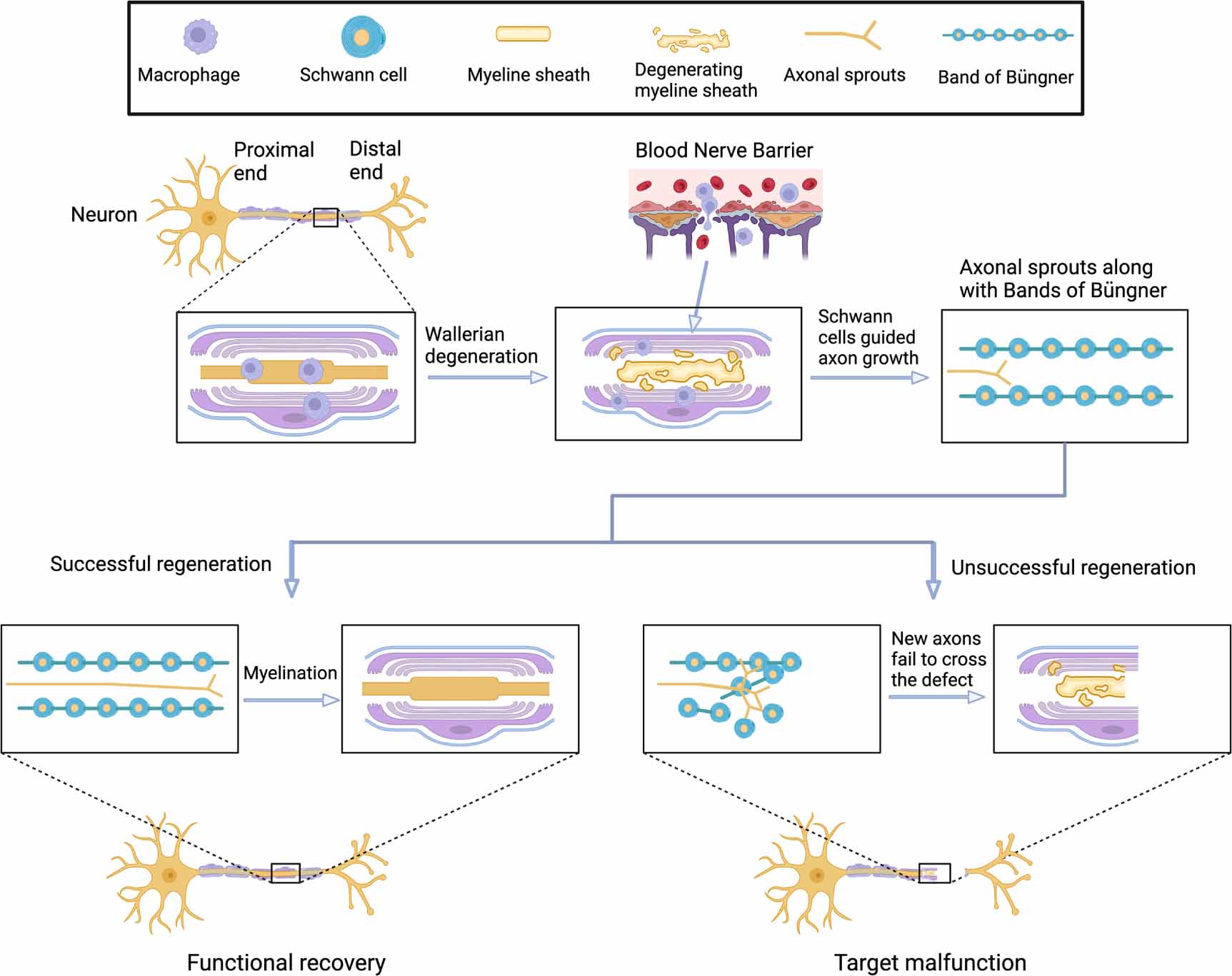 Scaffold design considerations for peripheral nerve regeneration ...
