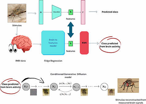 Retrieving and reconstructing conceptually similar images from fMRI ...