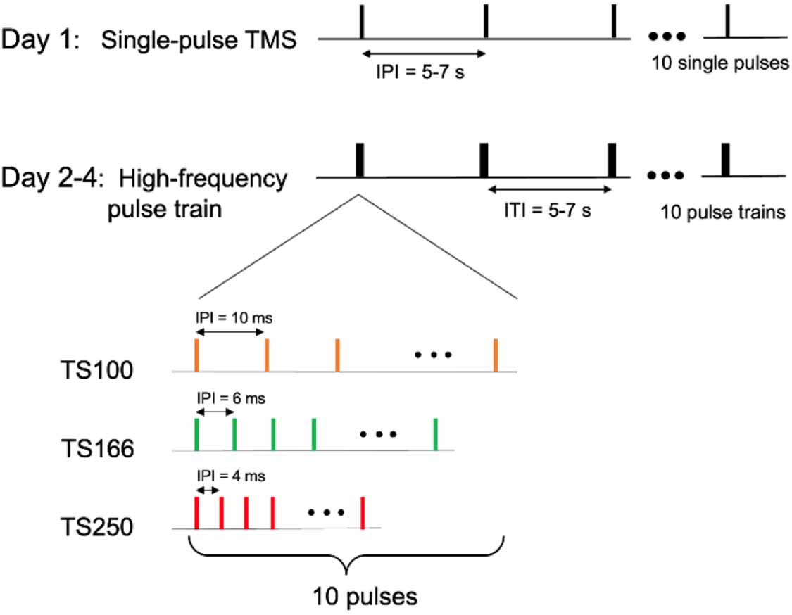 Ultra-high frequency repetitive TMS at subthreshold intensity induces ...