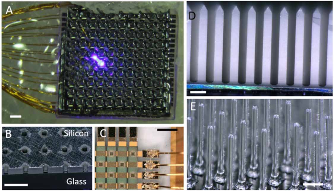 In vivo optogenetics using a Utah Optrode Array with enhanced light ...