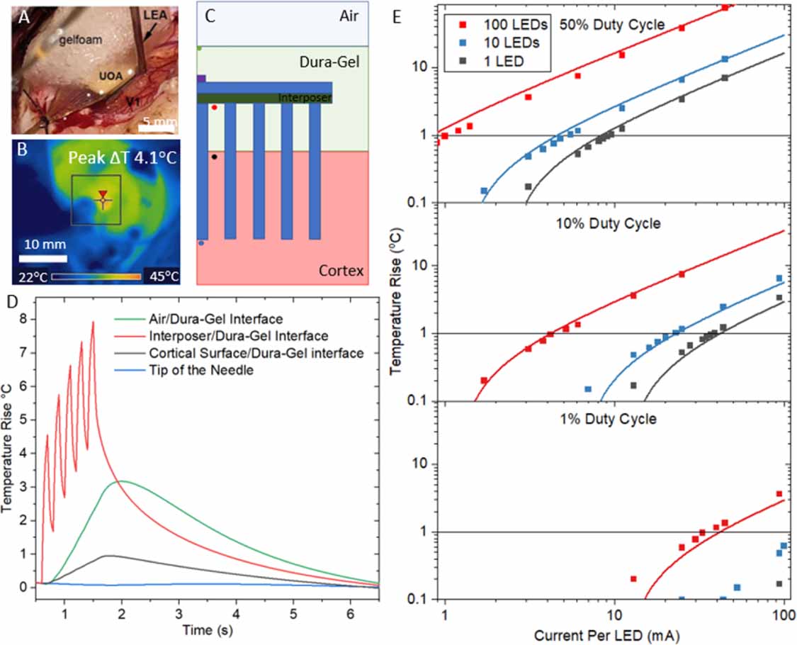 In vivo optogenetics using a Utah Optrode Array with enhanced light ...