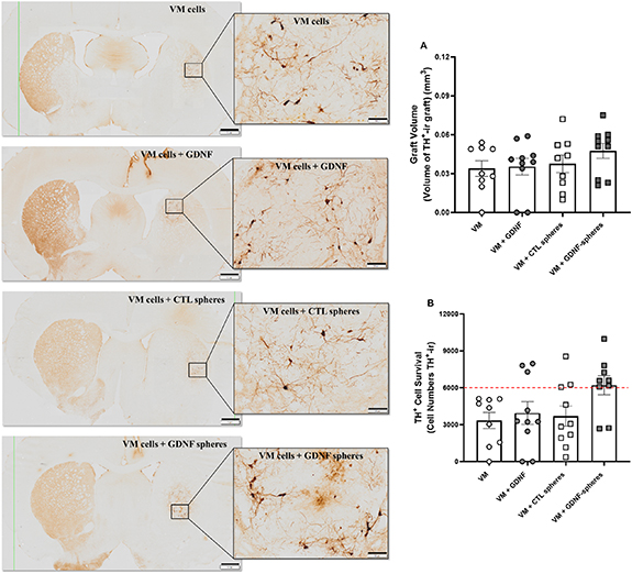 Cryogel microcarriers loaded with glial cell line-derived neurotrophic ...