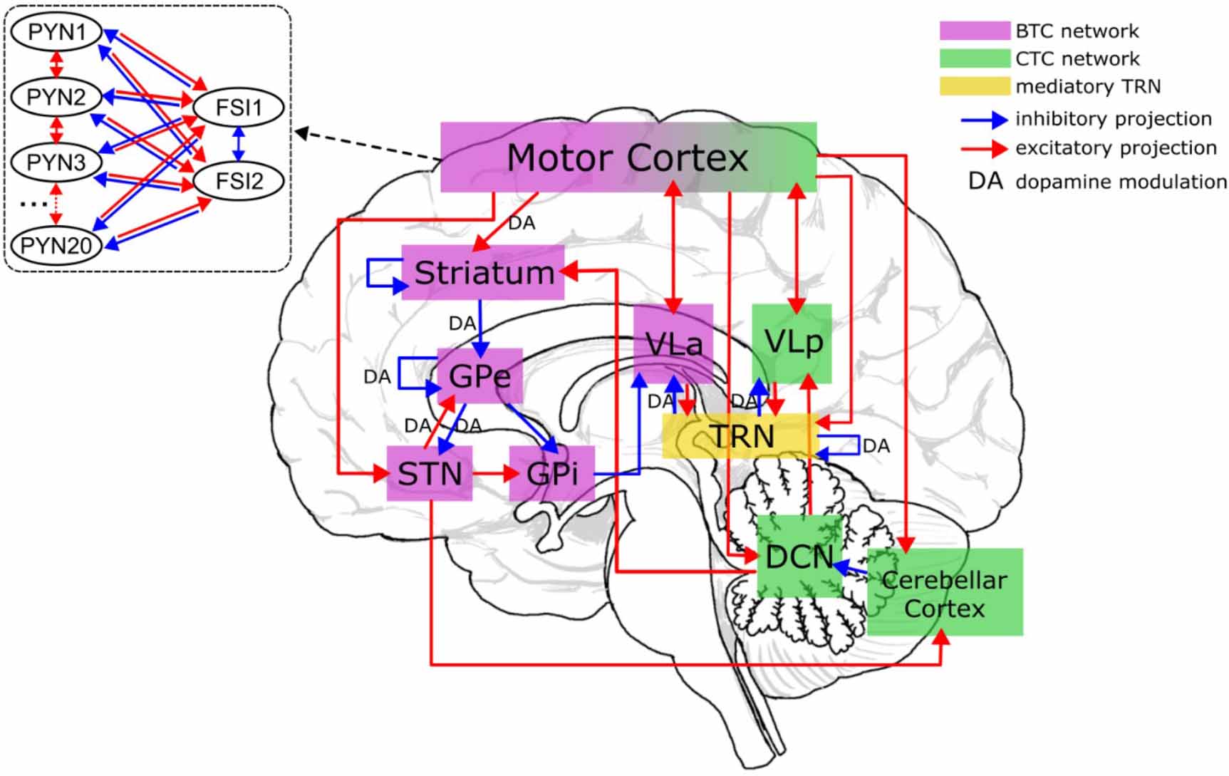 A multi-network model of Parkinson’s disease tremor: exploring the ...