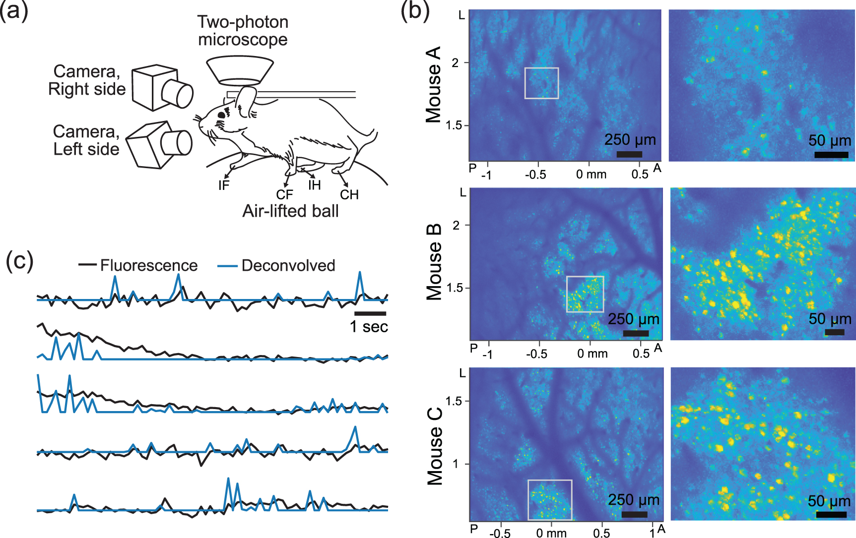 Decoding multi-limb movements from two-photon calcium imaging of neuronal activity using deep ...