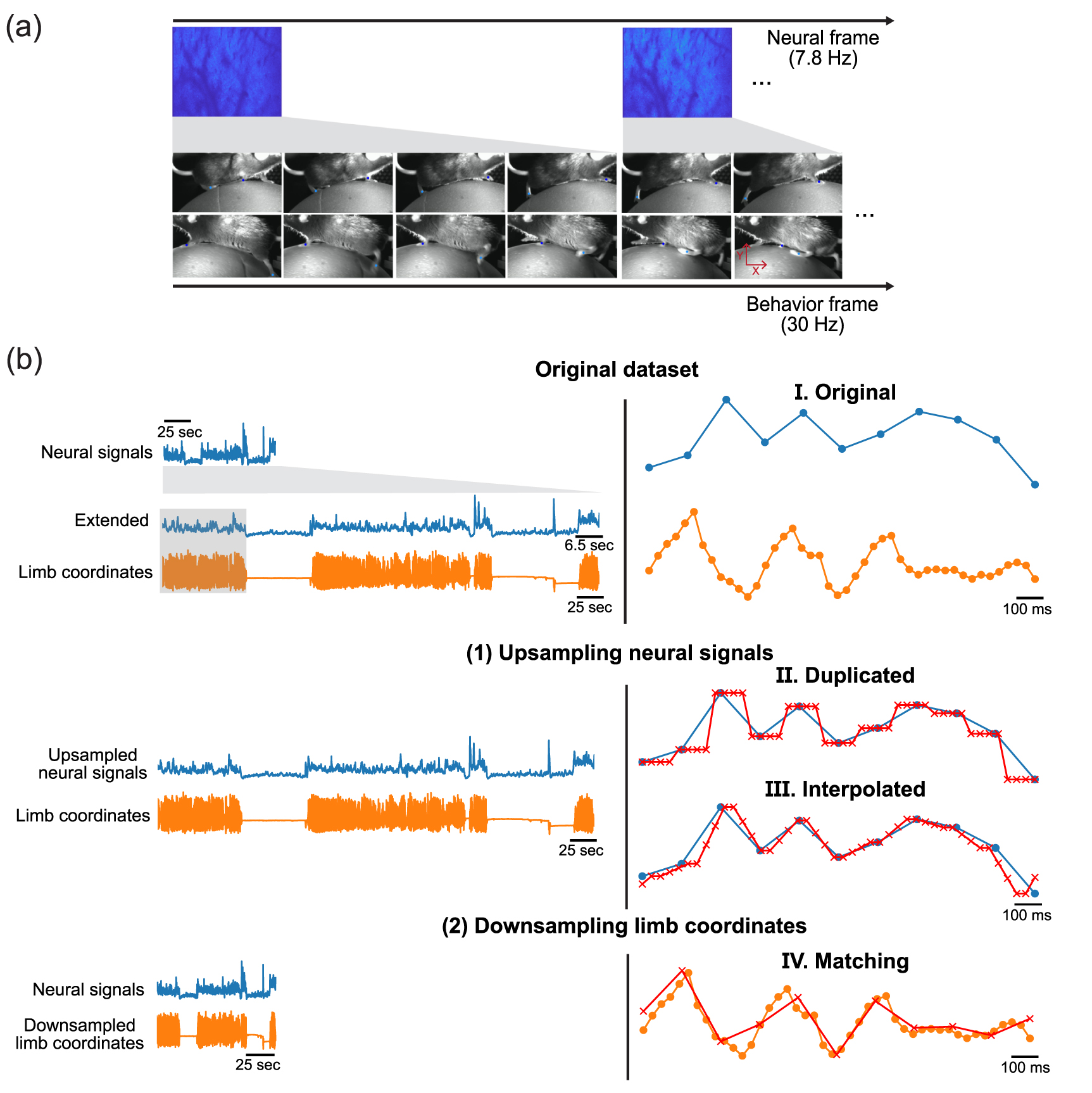 Decoding multi-limb movements from two-photon calcium imaging of neuronal activity using deep ...