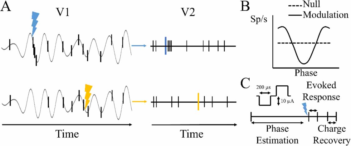 Local field potential phase modulates the evoked response to electrical ...