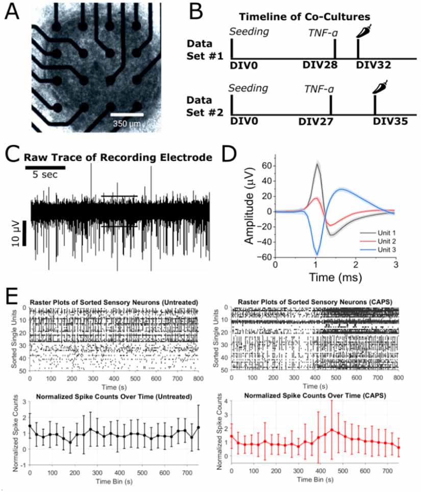 Co-cultured sensory neuron classification using extracellular ...