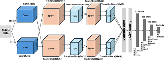 CS-Net: convolutional spider neural network for surface-EMG-based ...