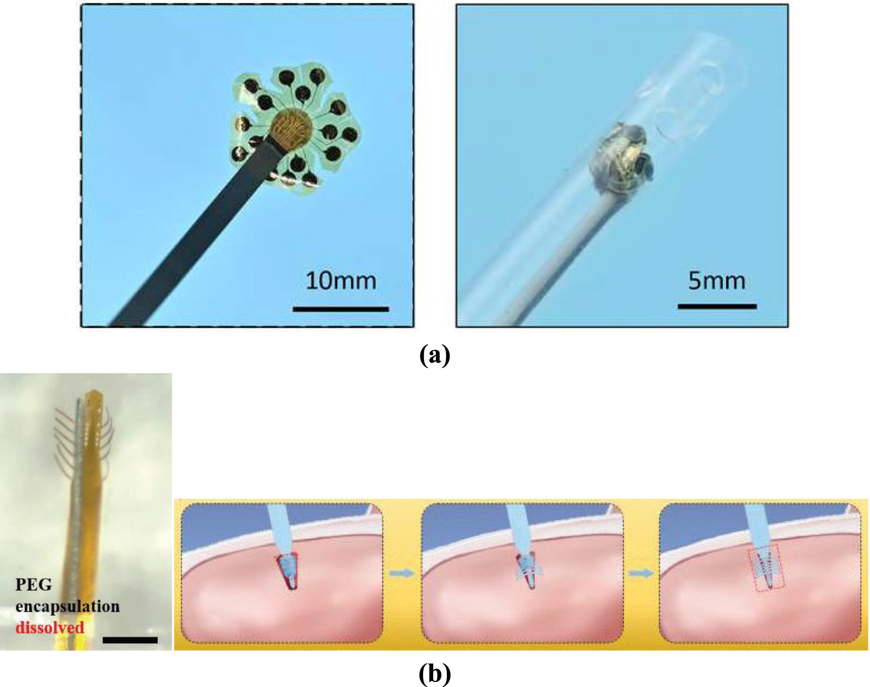 Deployable electrode arrays for brain interfaces: structural ...