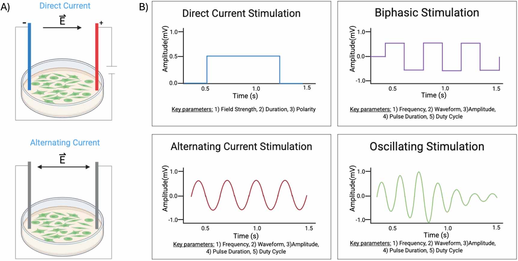 The effects of electrical stimulation on neurons and glia of the ...