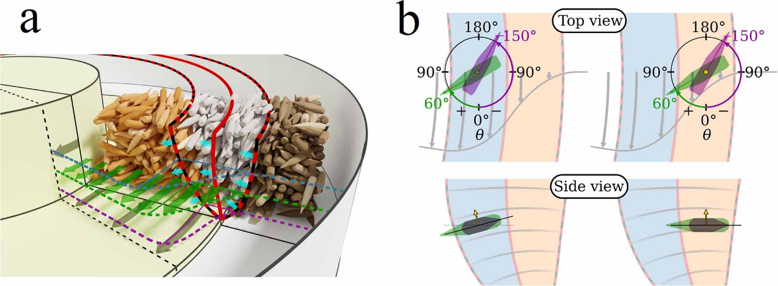 Flow of asymmetric elongated particles - IOPscience