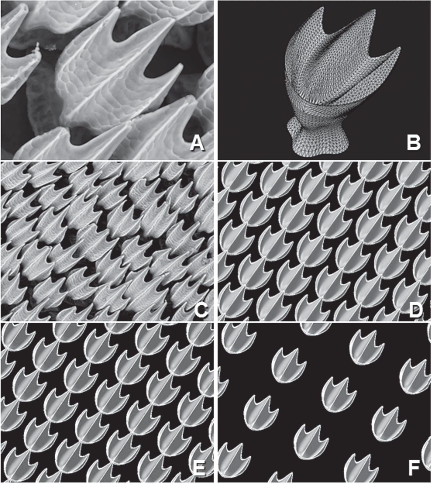 Hydrodynamic function of biomimetic shark skin: effect of denticle ...