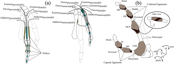 Enhancement of finger motion range with compliant anthropomorphic joint ...
