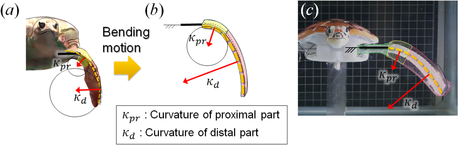 Turtle mimetic soft robot with two swimming gaits - IOPscience