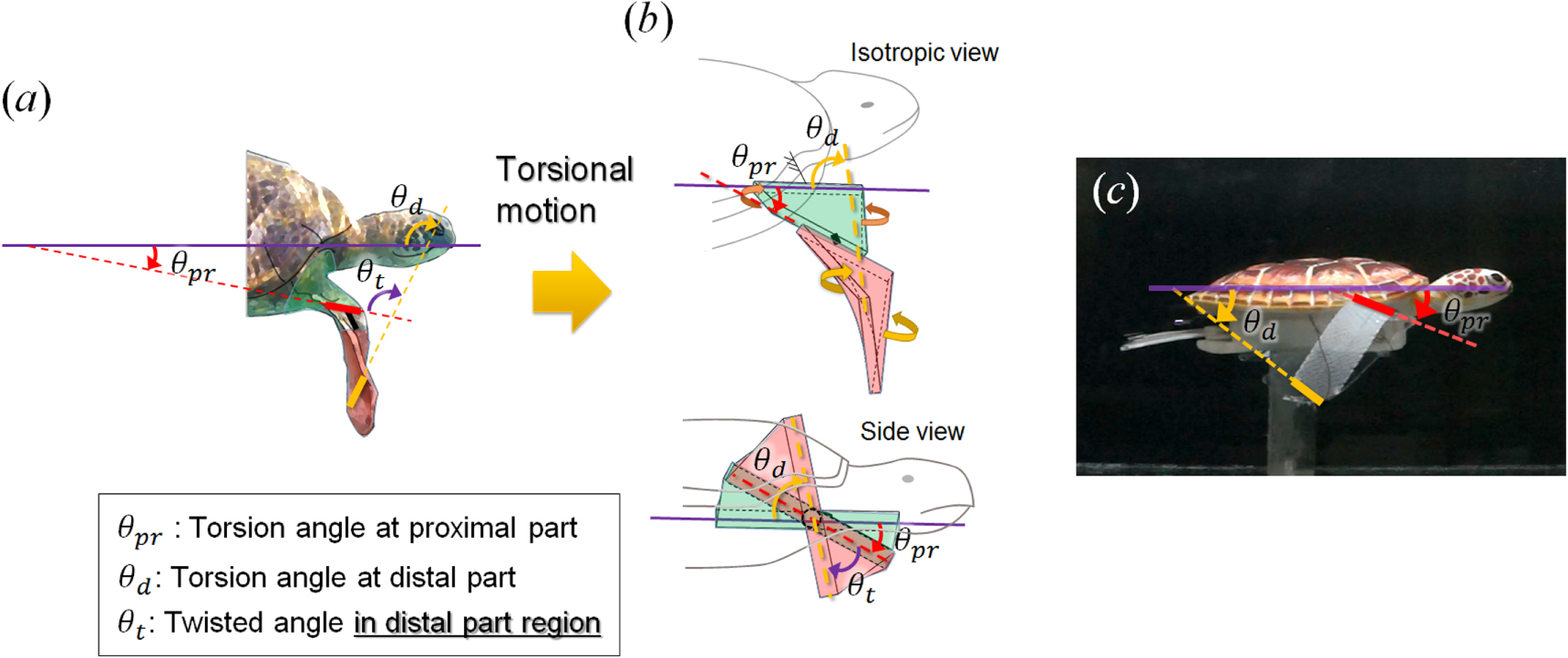 Turtle mimetic soft robot with two swimming gaits - IOPscience