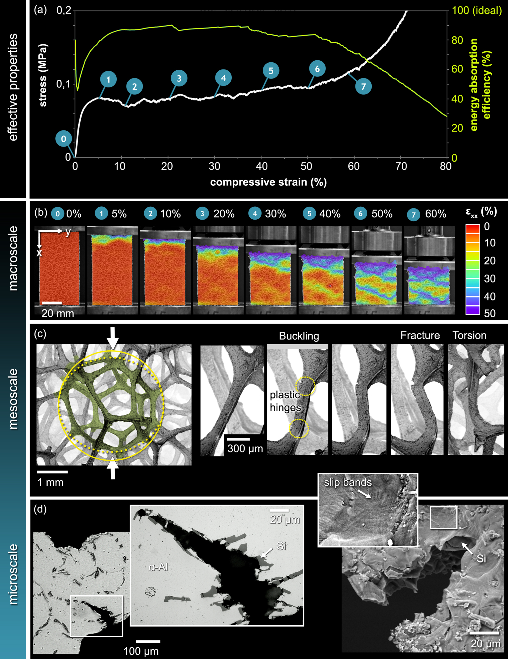 Biomimetic cellular metals—using hierarchical structuring for energy ...