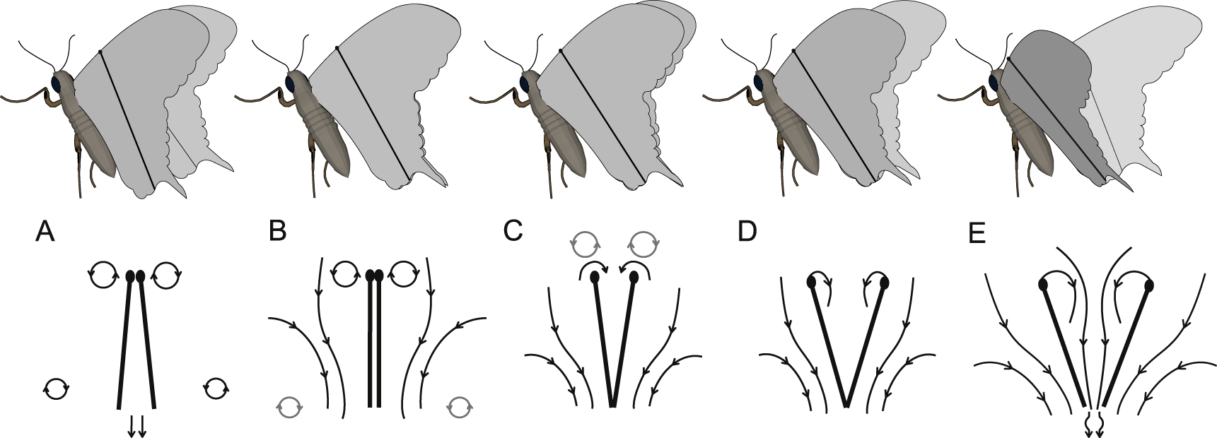 Quasi-steady aerodynamic model of clap-and-fling flapping MAV and ...