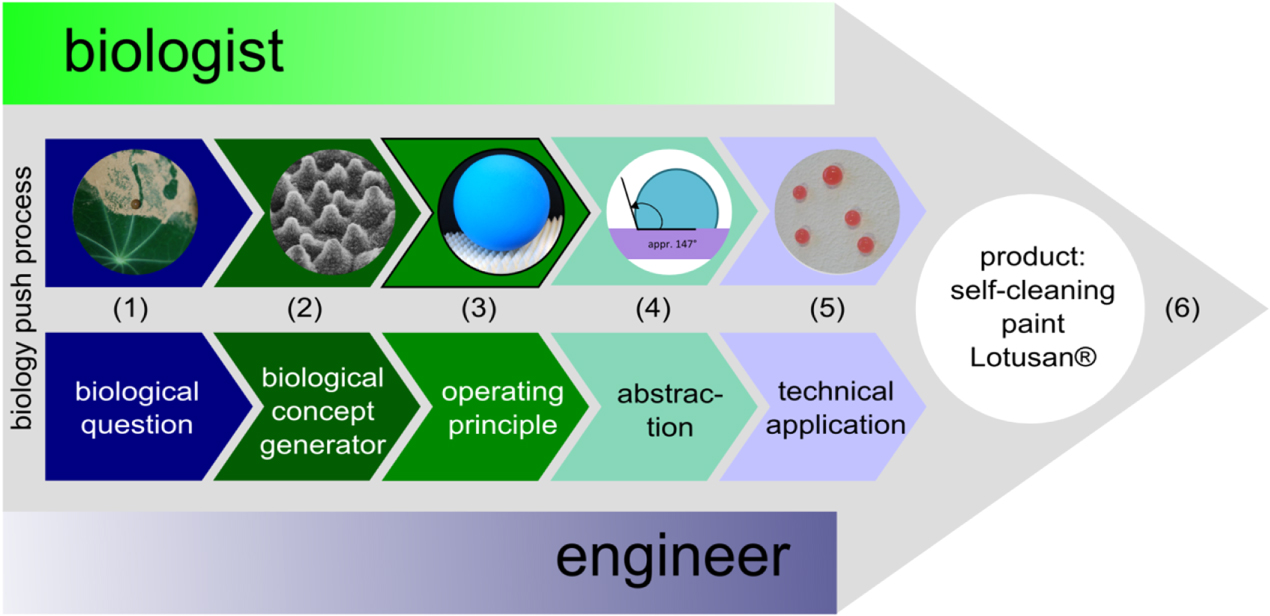Biomimetic bio-inspired biomorph sustainable? An attempt to classify ...