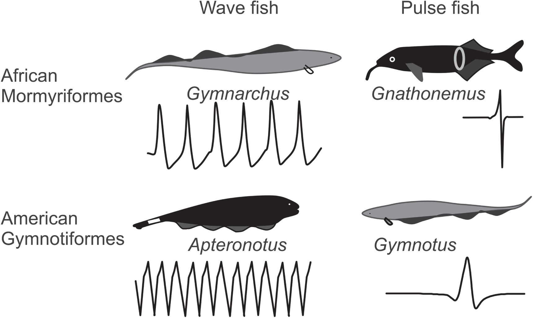 The bioinspiring potential of weakly electric fish - IOPscience