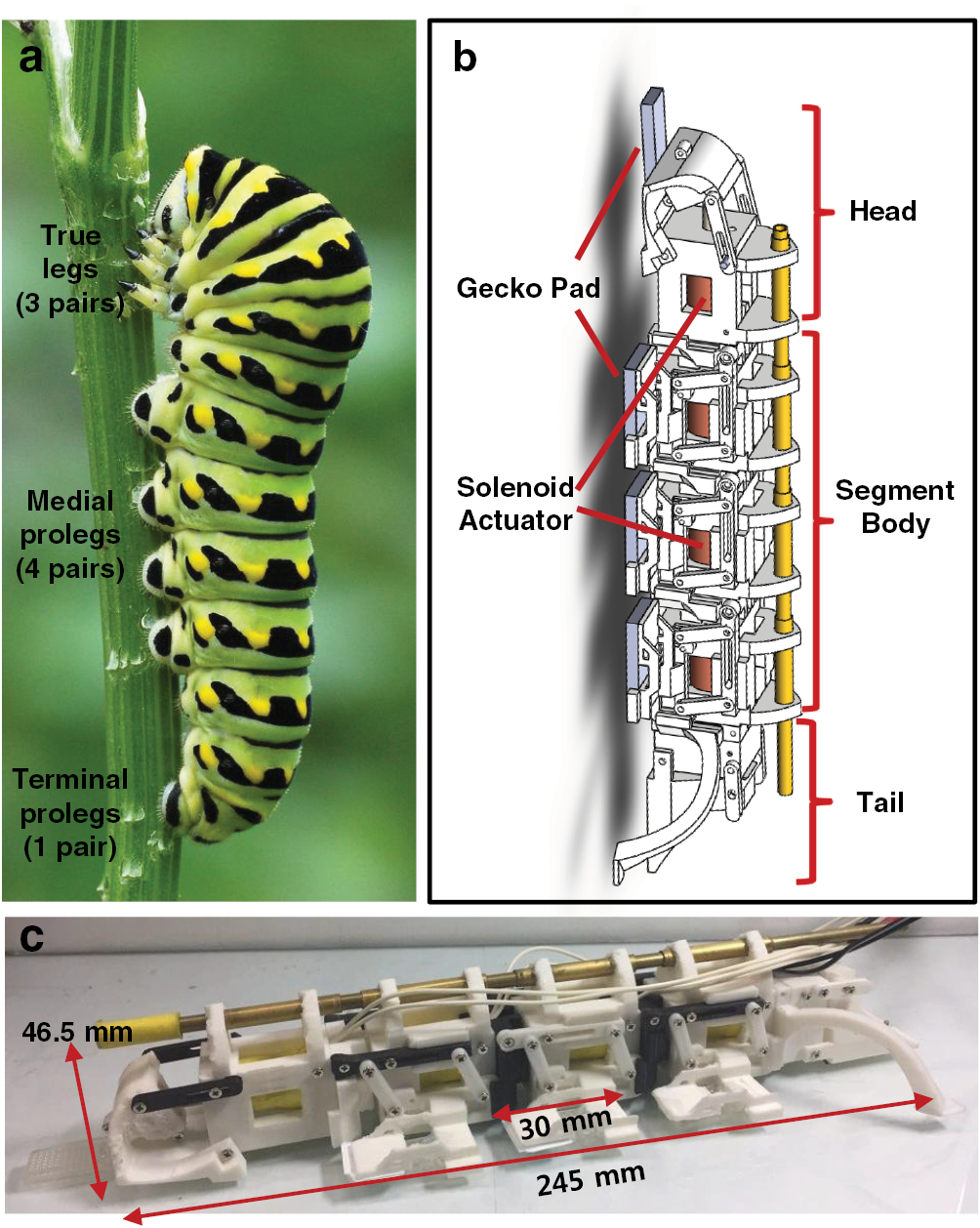 A miniaturized wall-climbing segment robot inspired by caterpillar ...