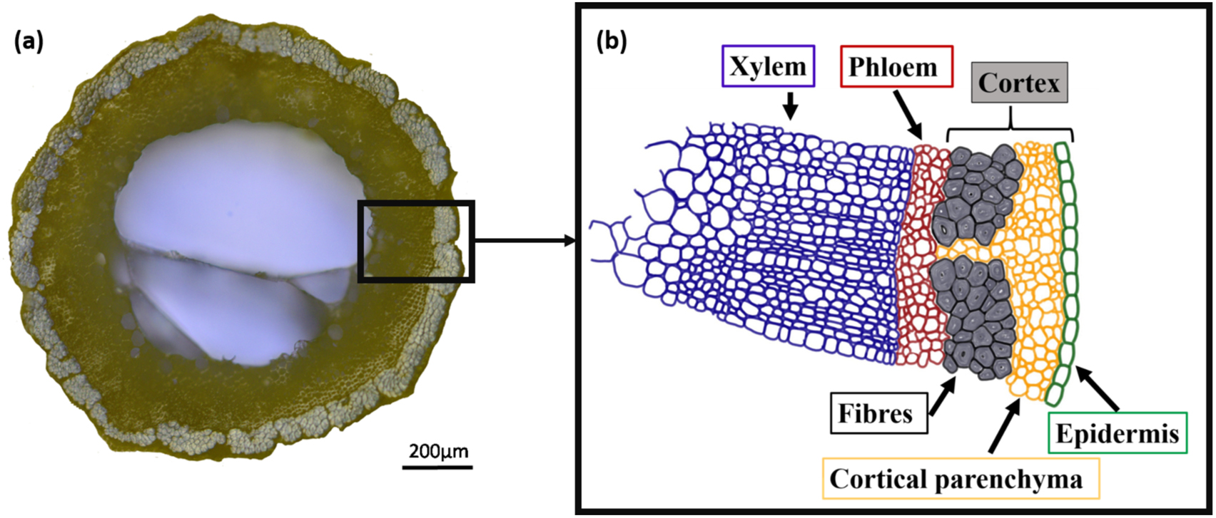 Flax stems: from a specific architecture to an instructive model for ...