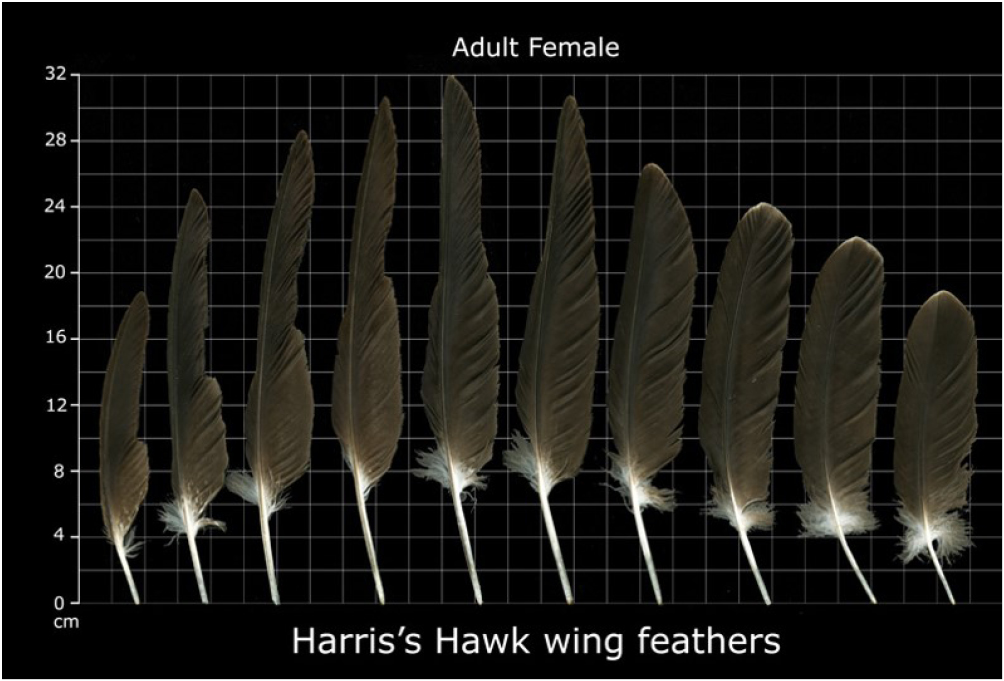 Bioinspired wingtip devices: a pathway to improve aerodynamic ...