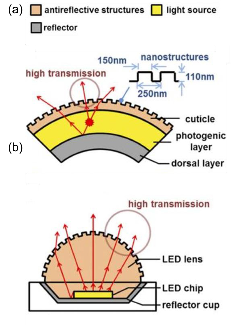 Moth eye-inspired anti-reflective surfaces for improved IR optical ...