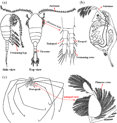 Locomotion of arthropods in aquatic environment and their applications ...