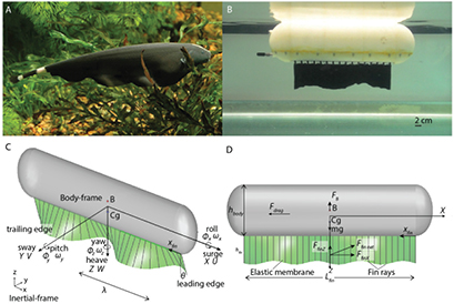 Swimming performance of a bio-inspired robotic vessel with undulating ...