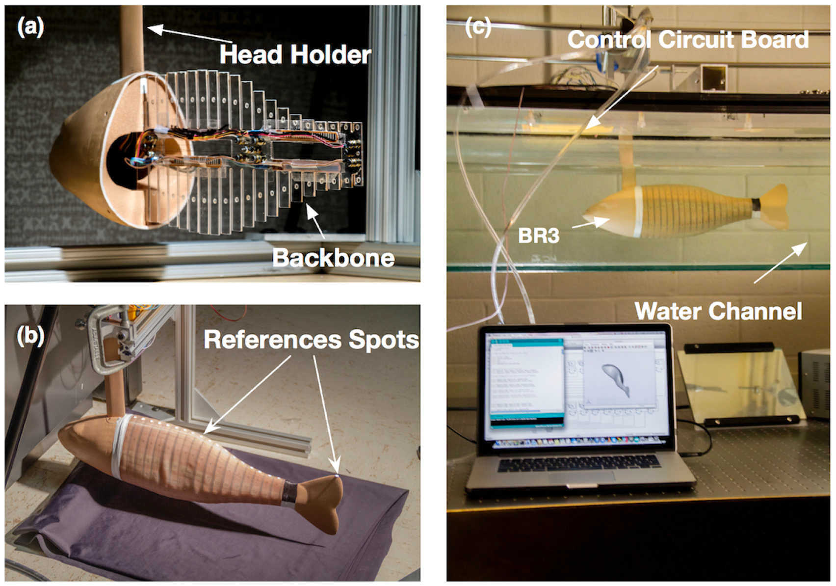 Design and assessment of a flexible fish robot actuated by shape memory ...