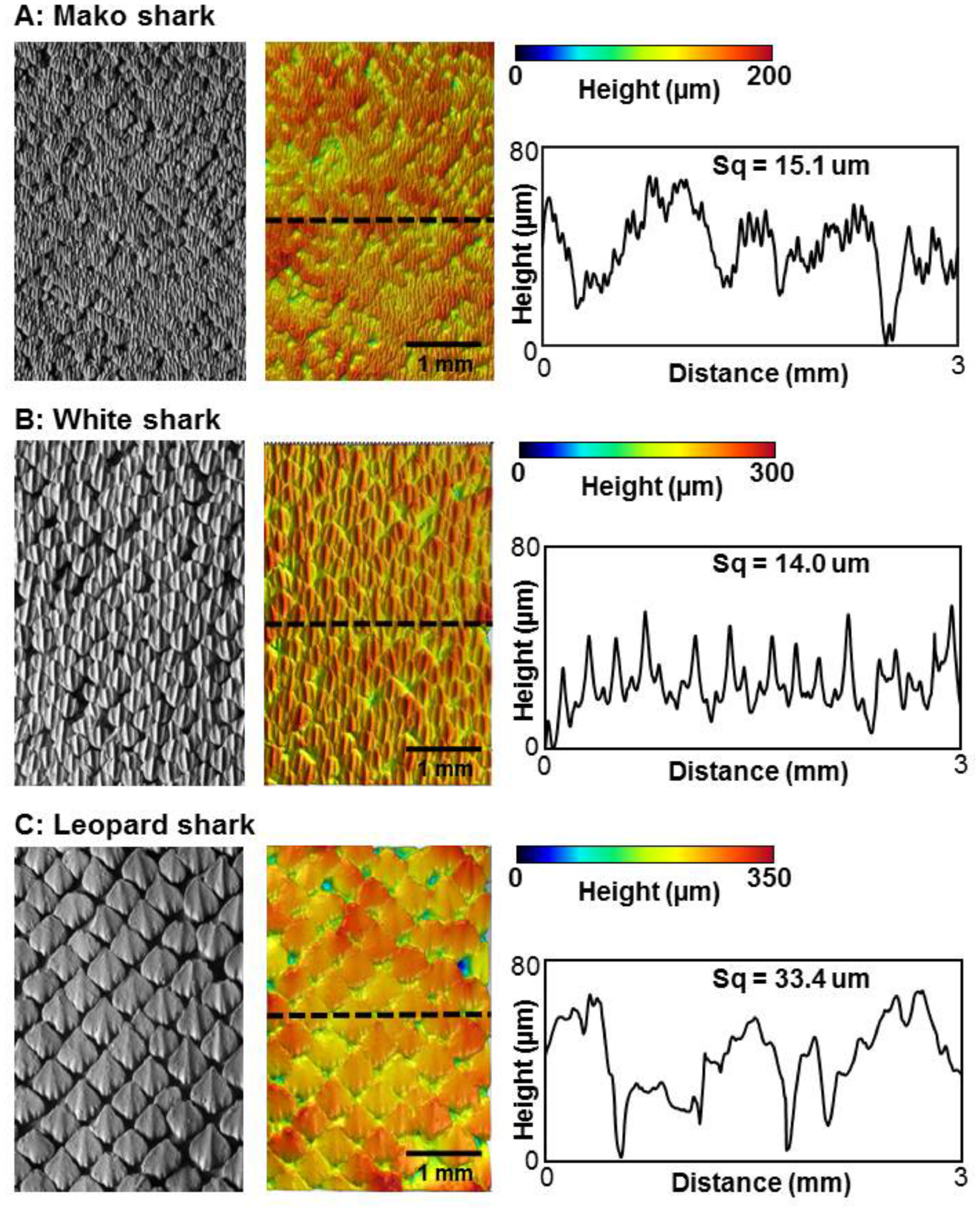 Hydrodynamic properties of biomimetic shark skin: effect of denticle ...