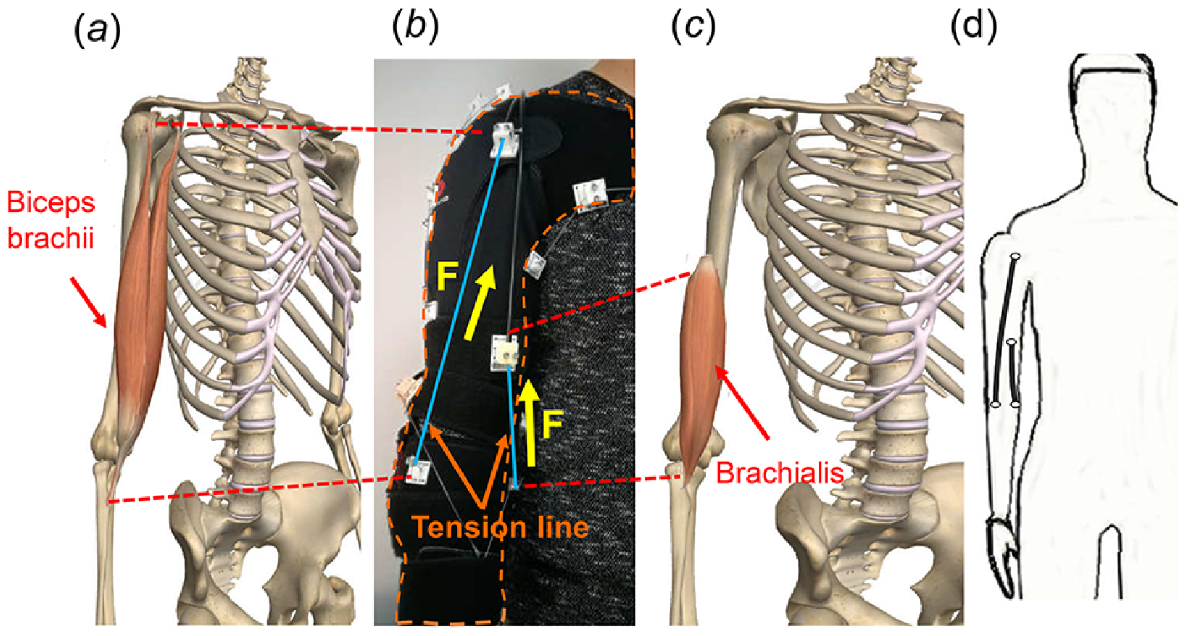 Bio-inspired upper limb soft exoskeleton to reduce stroke-induced ...
