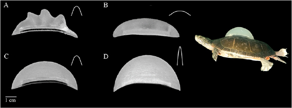 The impact of keels and tails on turtle swimming performance and their ...