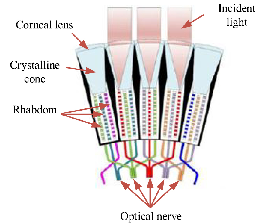 Review of state-of-the-art artificial compound eye imaging systems ...