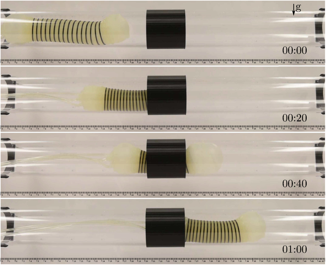An earthworm-inspired friction-controlled soft robot capable of ...
