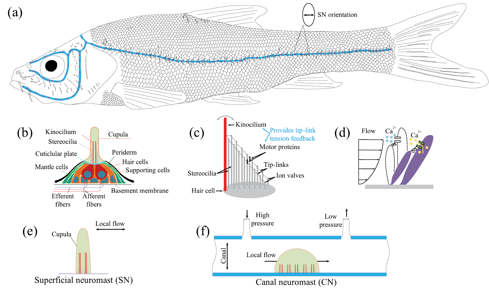 Flow field perception based on the fish lateral line system - IOPscience