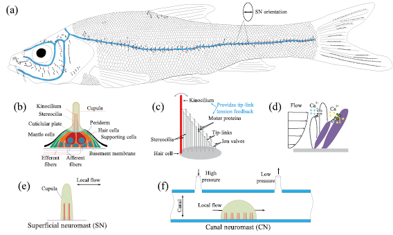 Flow field perception based on the fish lateral line system - IOPscience