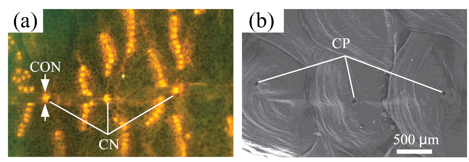 Flow field perception based on the fish lateral line system - IOPscience