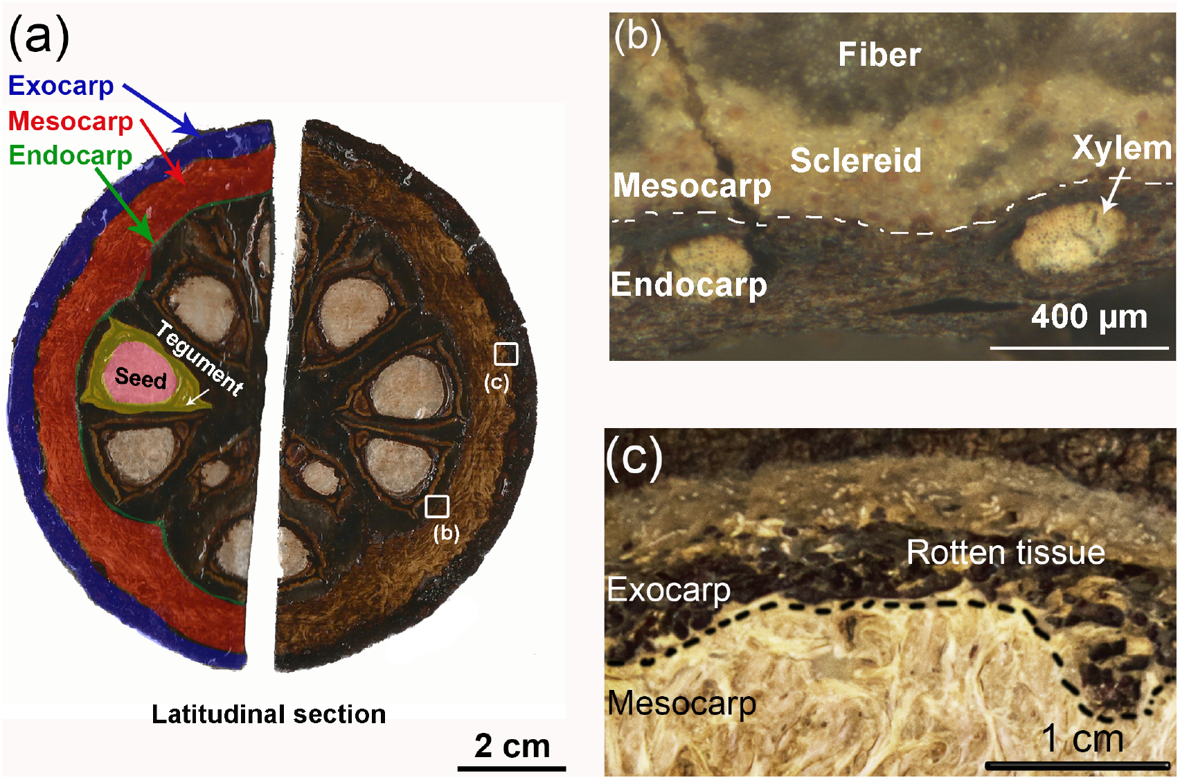 Mesocarp of Brazil nut (Bertholletia excelsa) as inspiration for new ...