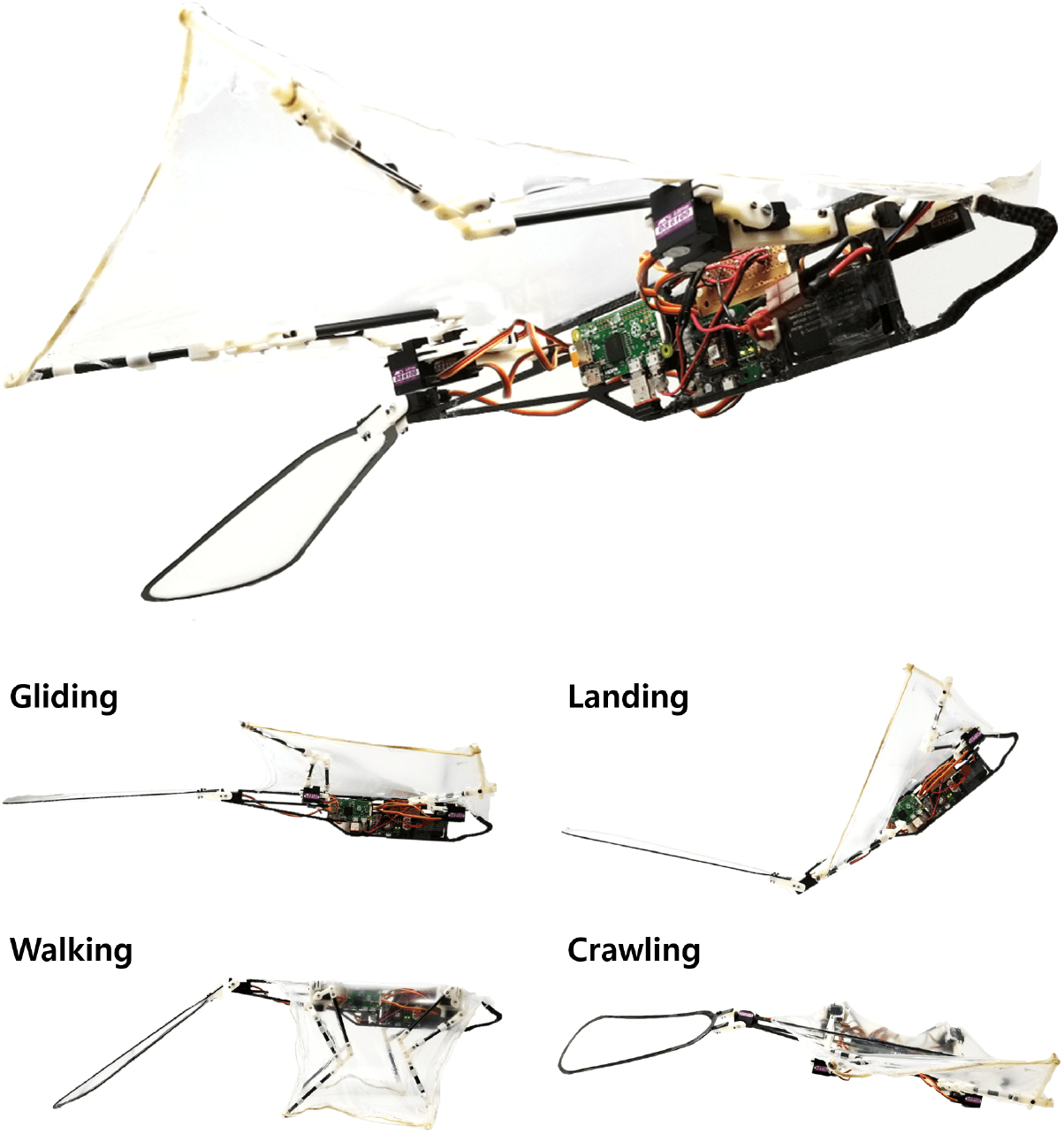 Development and experiments of a bio-inspired robot with multi-mode in ...