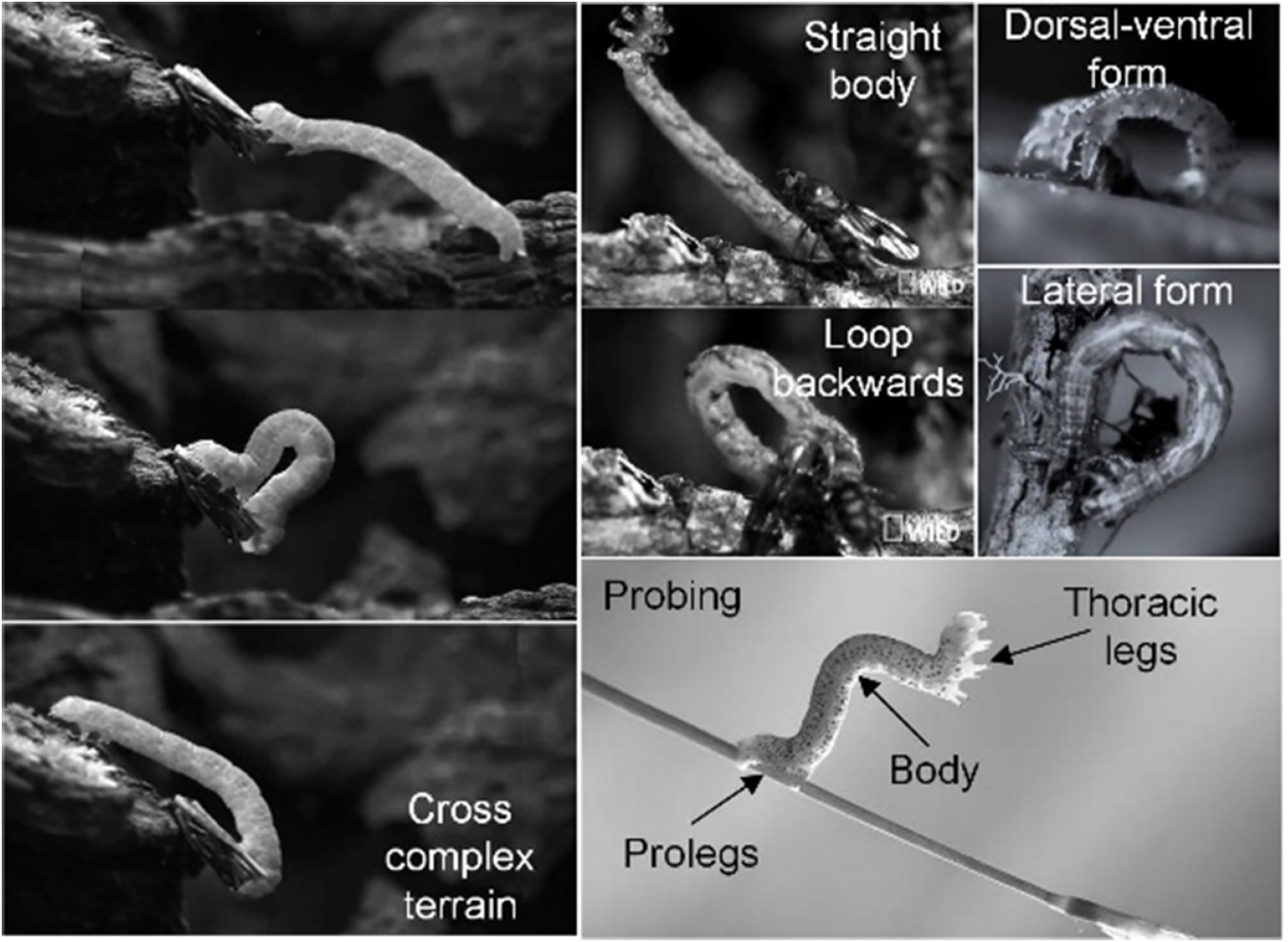 Dynamic modeling and simulation of inchworm movement towards bio ...