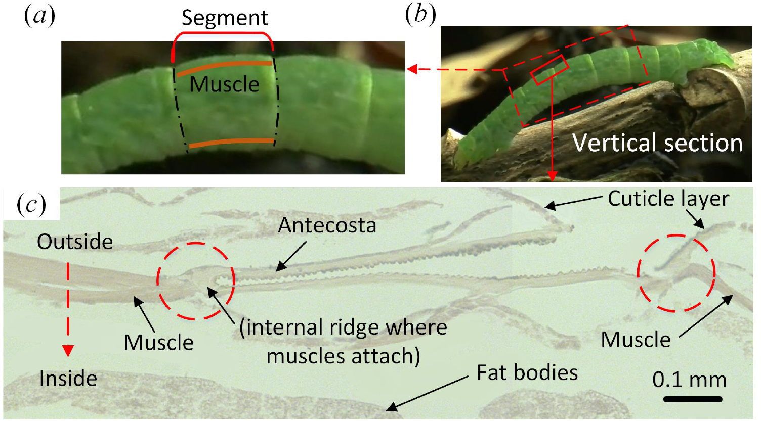 Dynamic modeling and simulation of inchworm movement towards bio ...