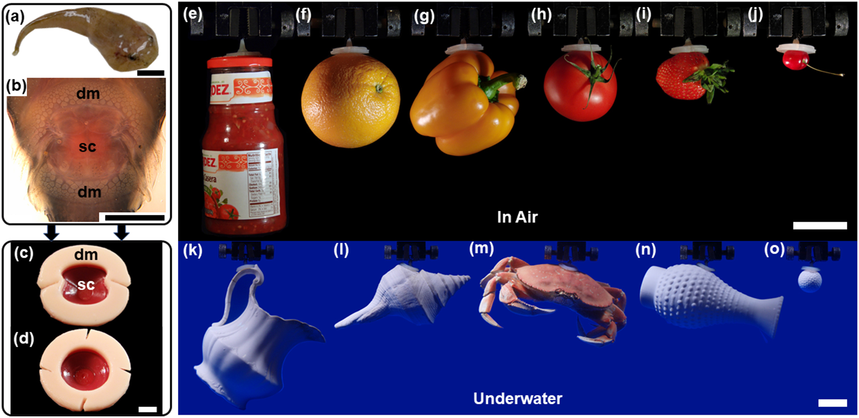 Reversible adhesion to rough surfaces both in and out of water ...