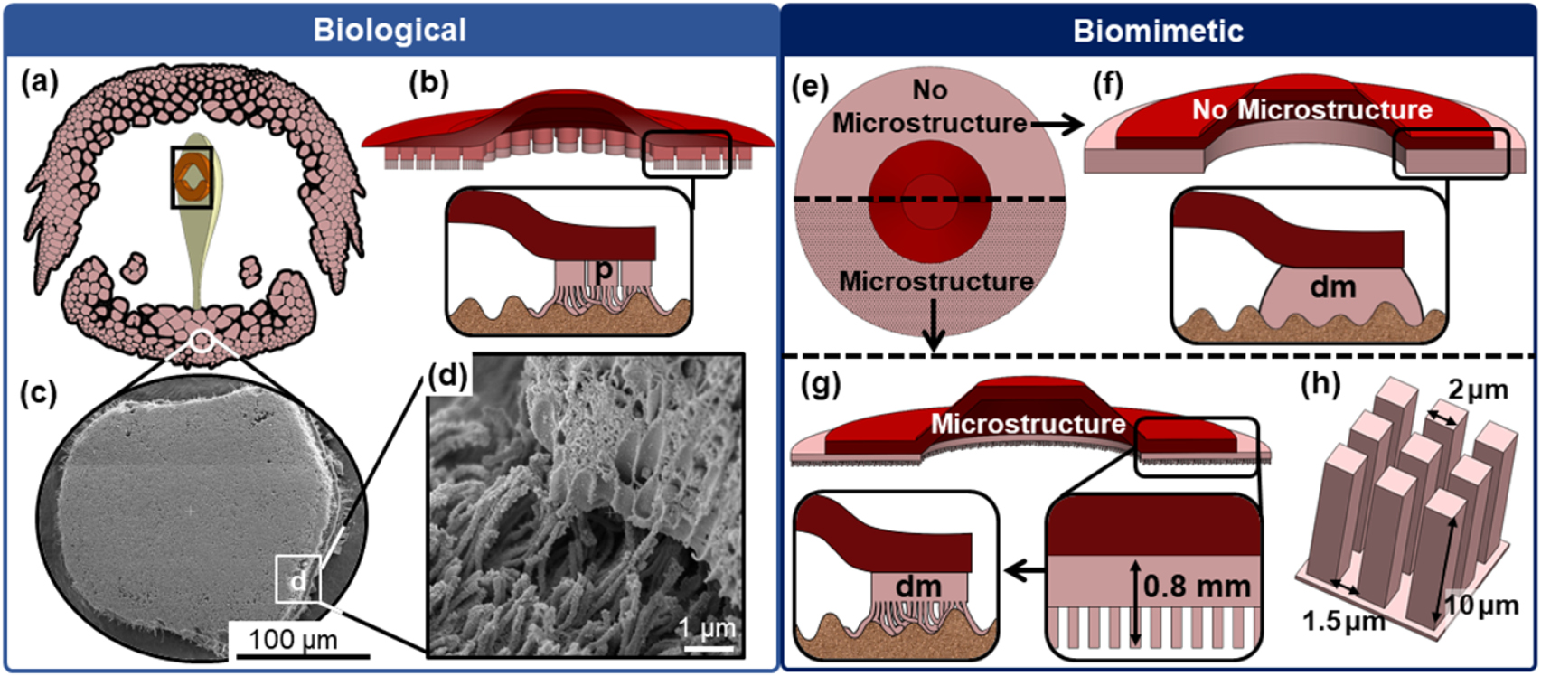 Reversible adhesion to rough surfaces both in and out of water ...