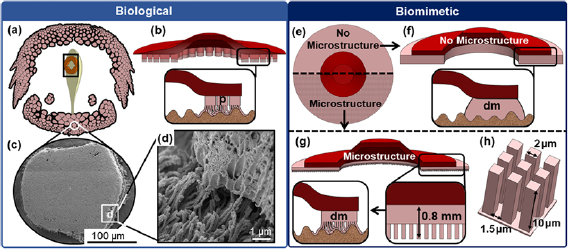 Reversible adhesion to rough surfaces both in and out of water ...
