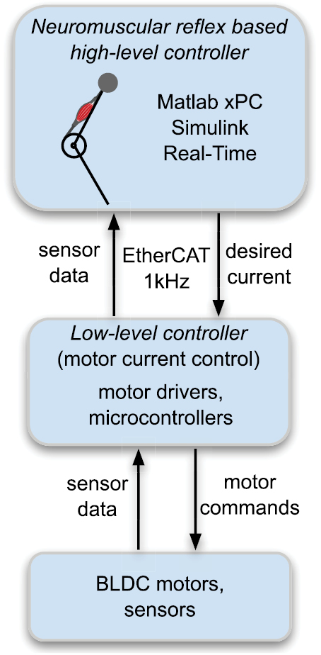 Bio-inspired neuromuscular reflex based hopping controller for a ...