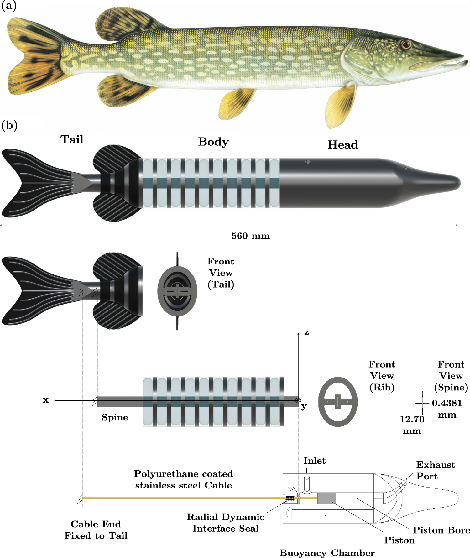 A bio-inspired robotic fish utilizes the snap-through buckling of its ...