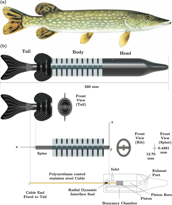 A bio-inspired robotic fish utilizes the snap-through buckling of its ...