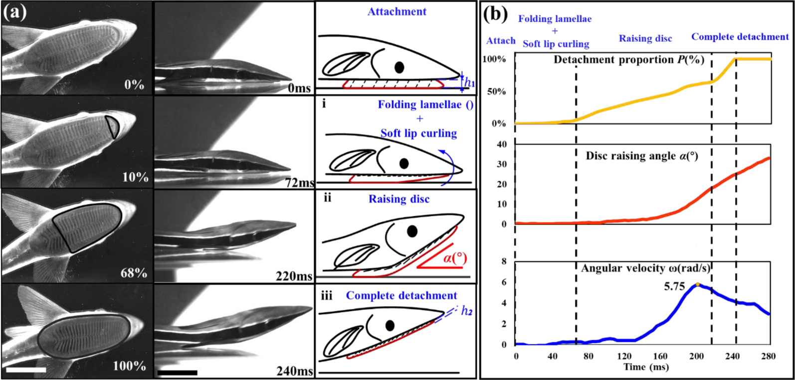 Detachment of the remora suckerfish disc: kinematics and a bio-inspired ...