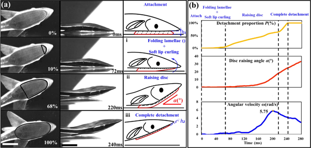 Detachment of the remora suckerfish disc: kinematics and a bio-inspired ...
